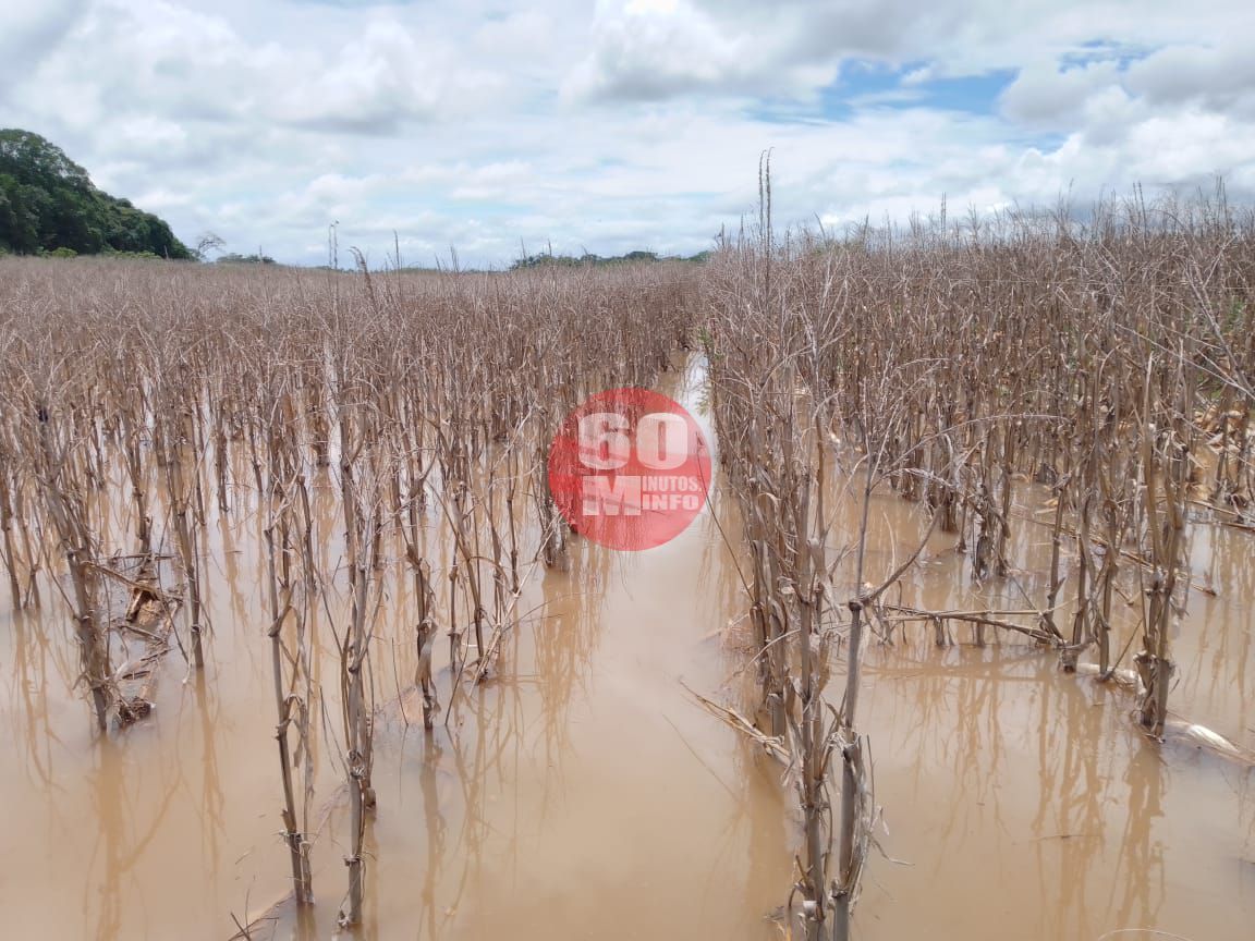 Lluvias Dañan Cultivos En Jáltipan 60 Minutos